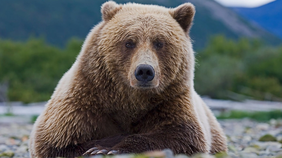 EL ABRAZO DEL OSO arma monor con SERGIO MONOR – Sergio Monor TV